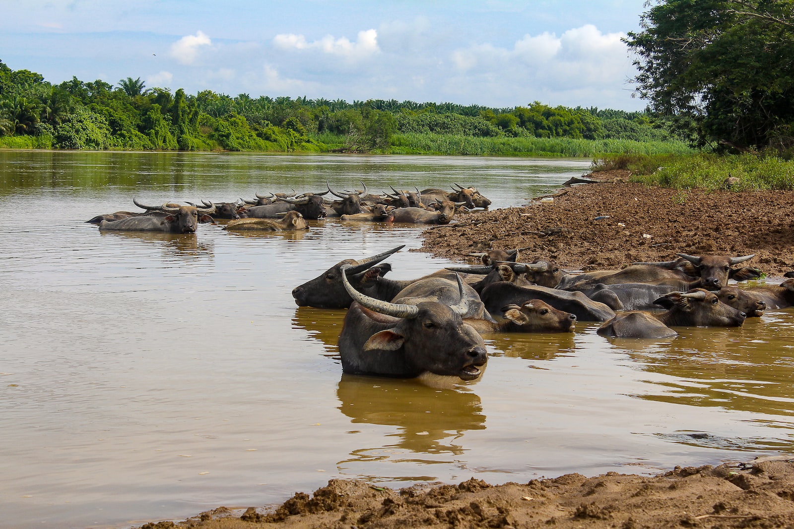 Aja Cedhak Kebo Gupak (Jangan Mendekat Kerbau Berpelopatan Lumpur ...